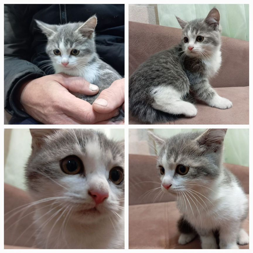Кошка