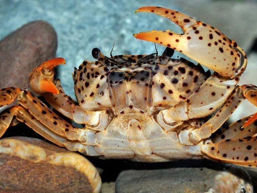 Краб красный паук и аристократ пантера