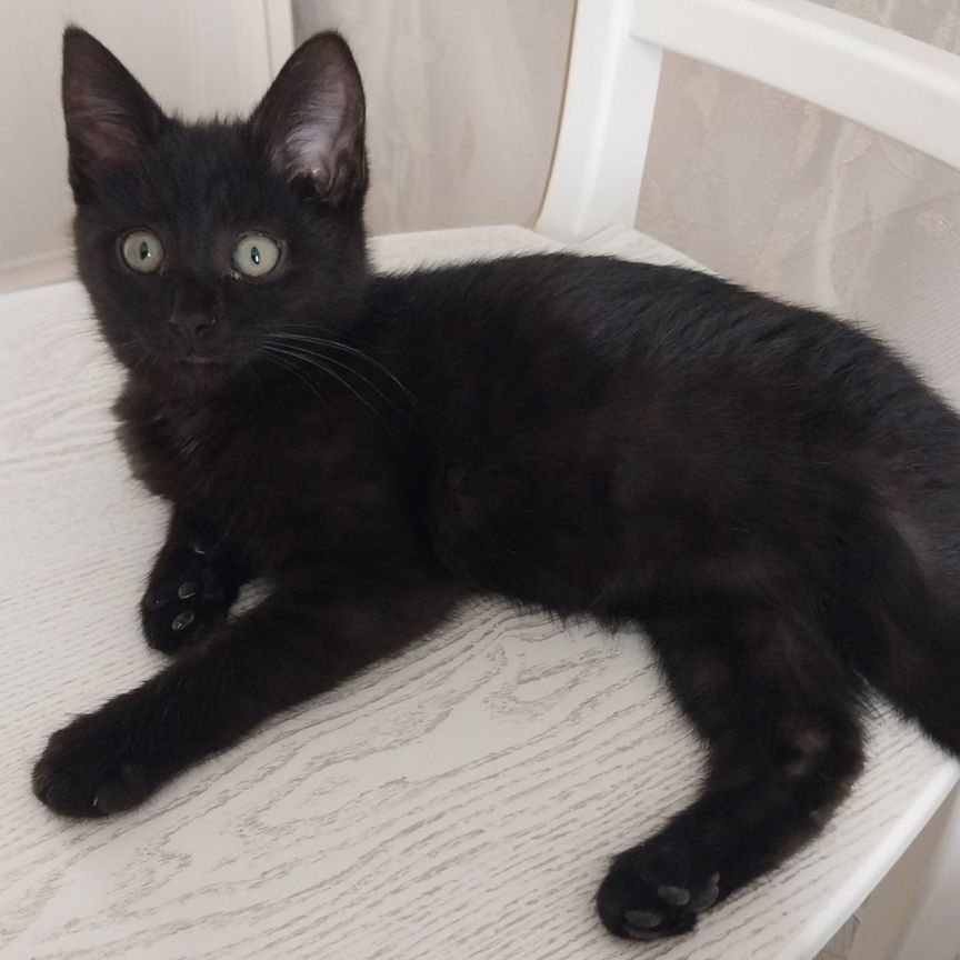 Котята (2,5 месяца)