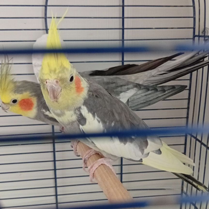 Попугай кареллы и волнистые