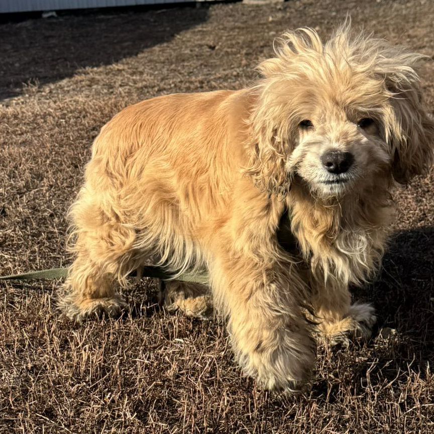 Американский кокер-спаниель, взрослая собака
