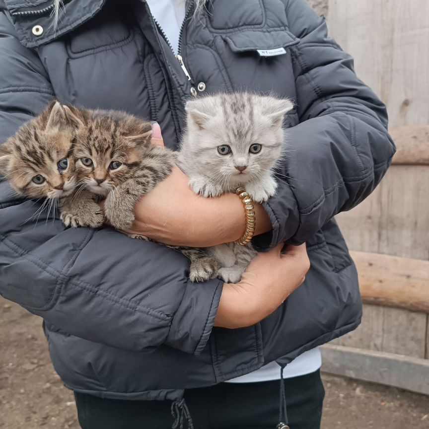 Британские котята