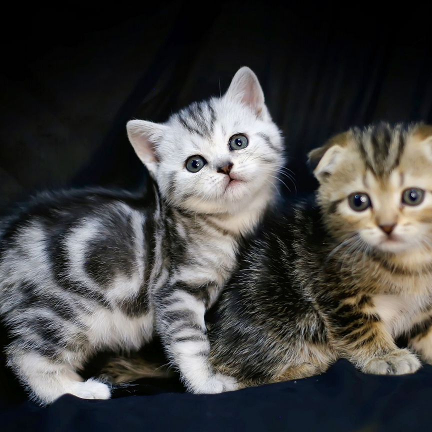 Котенок мальчик шотландец