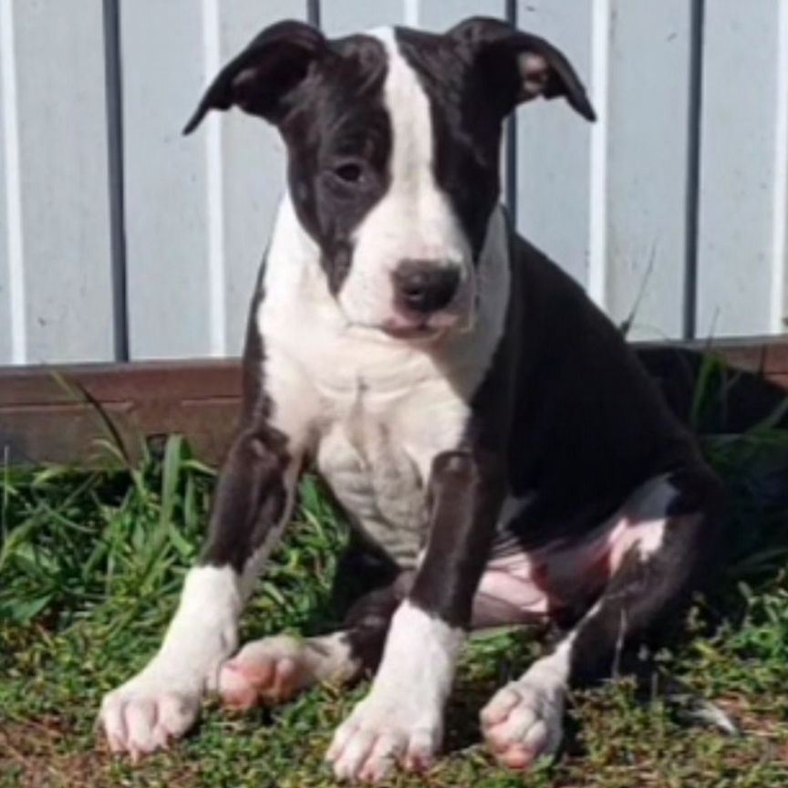 Стаффордширский терьер