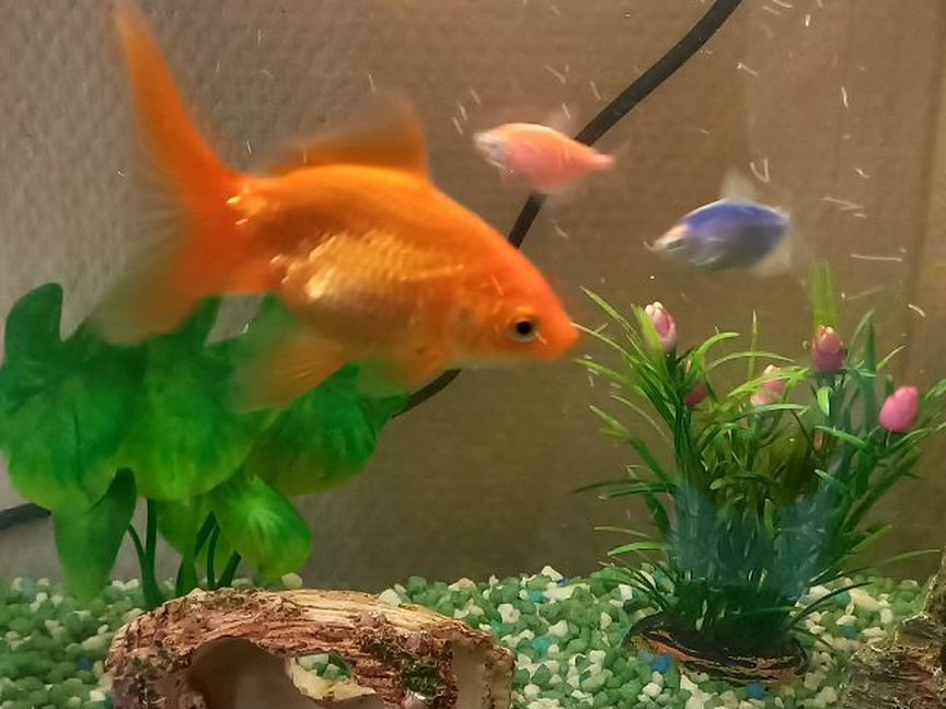 Отдам рыбку золотую