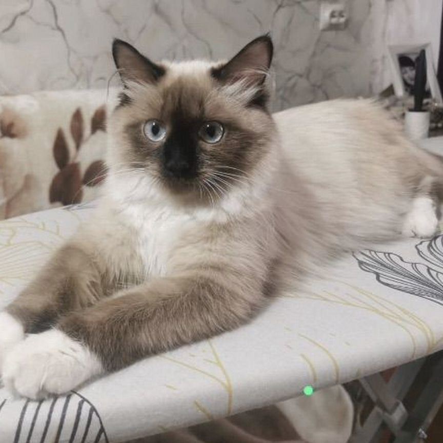 Потерялась кошка