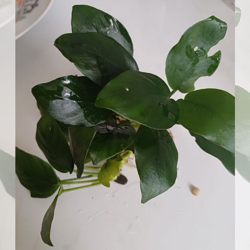 Анубиас Нана, водоросли