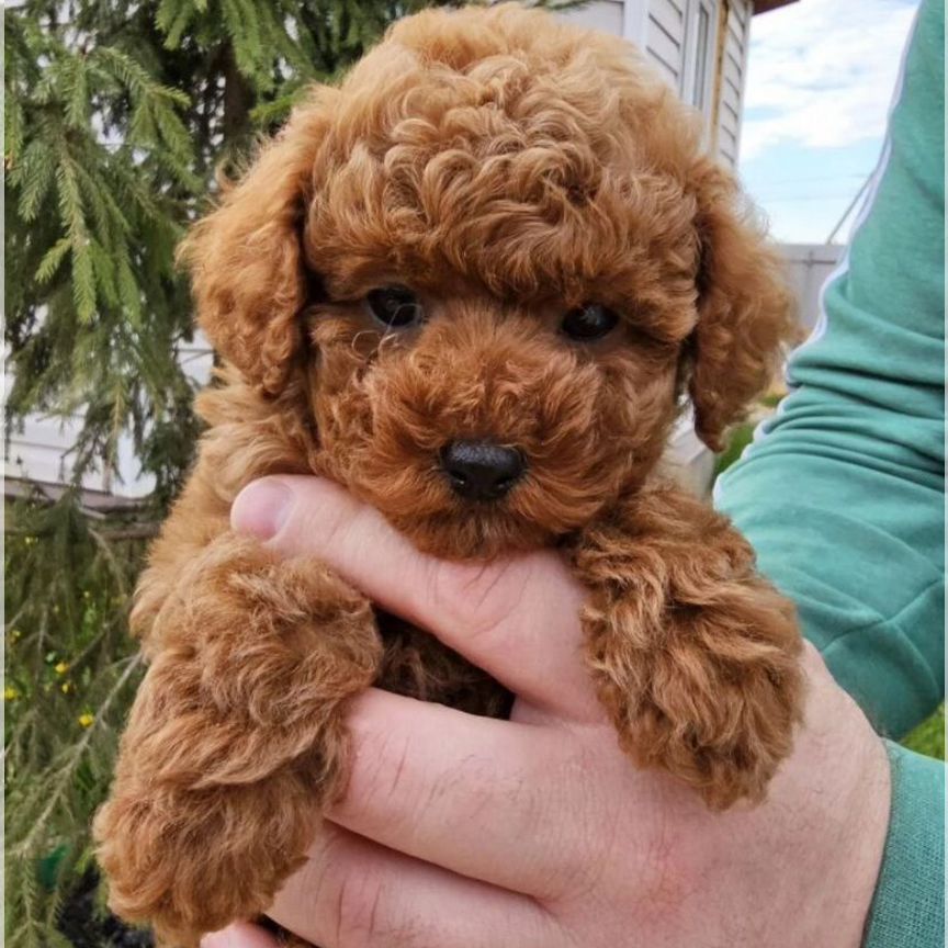 Мальтипу, щенок