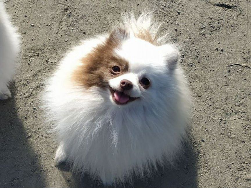 Померанский шпиц вязка кобель