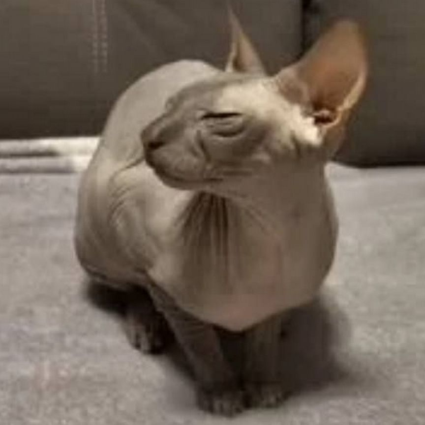 Канадский сфинкс котёнок