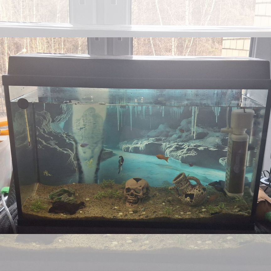 Аквариум с рыбками