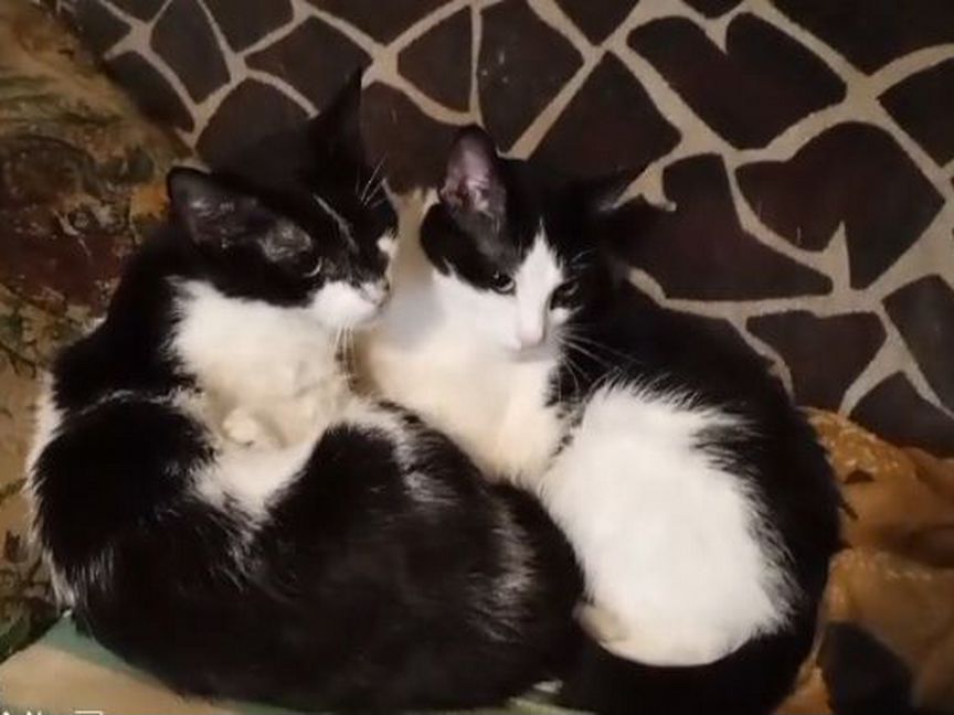 Кошечки в добрые руки