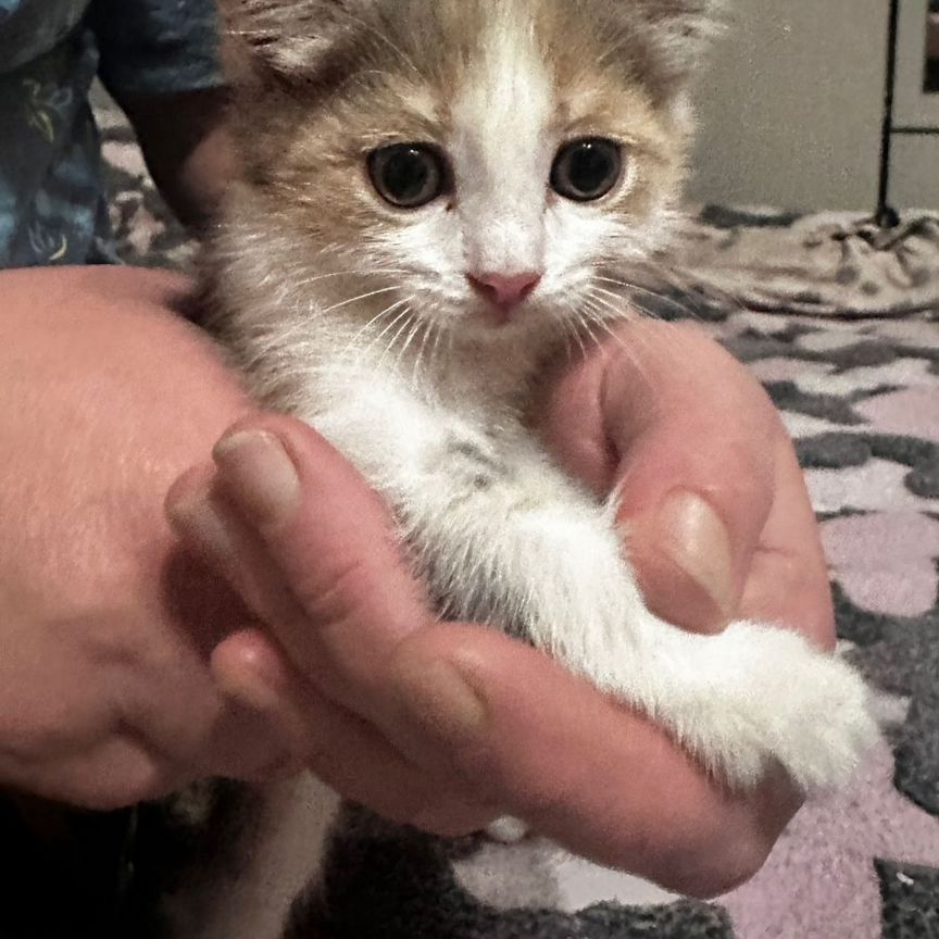 Котёнок в добрые руки