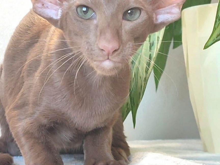 Ориентальные котята с документами