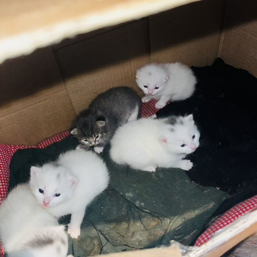 Котята