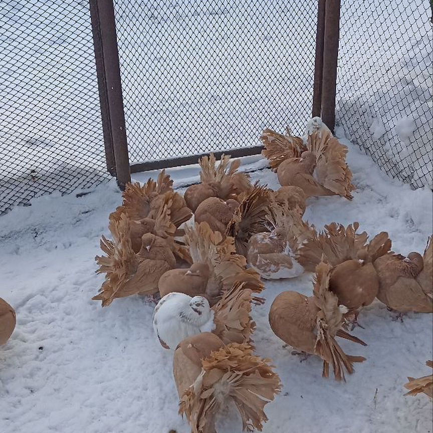 Голуби