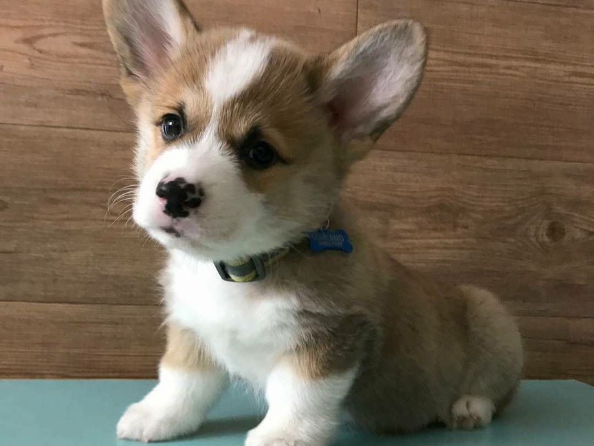 Вельш Корги