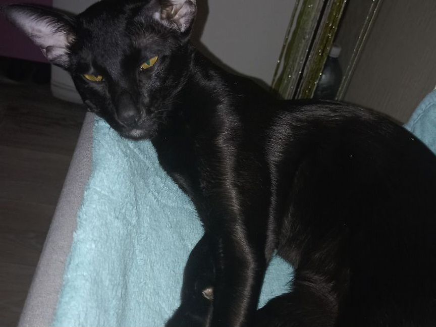 Кот на вязку. Ориентальный