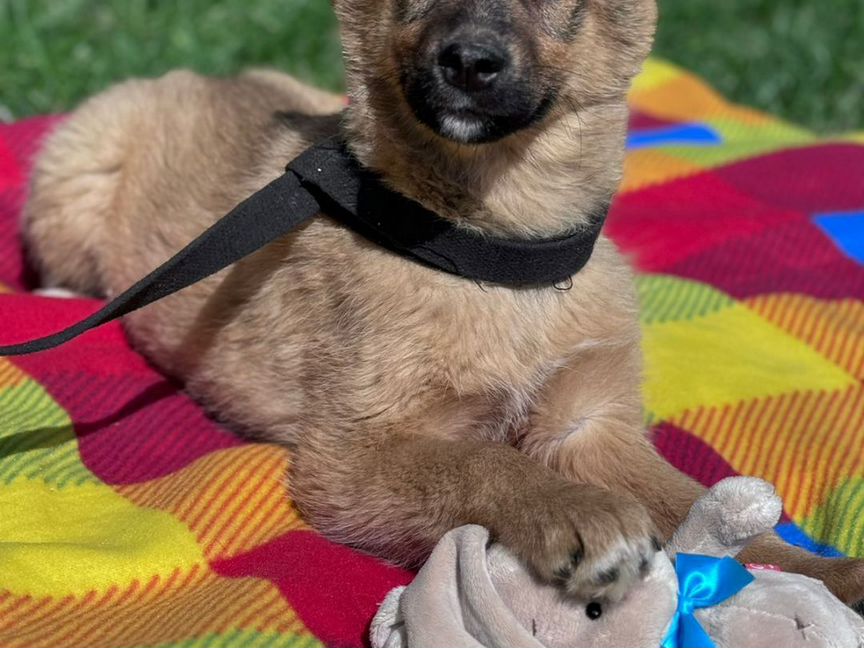 Мальчишка щенок из приюта ждёт мампап