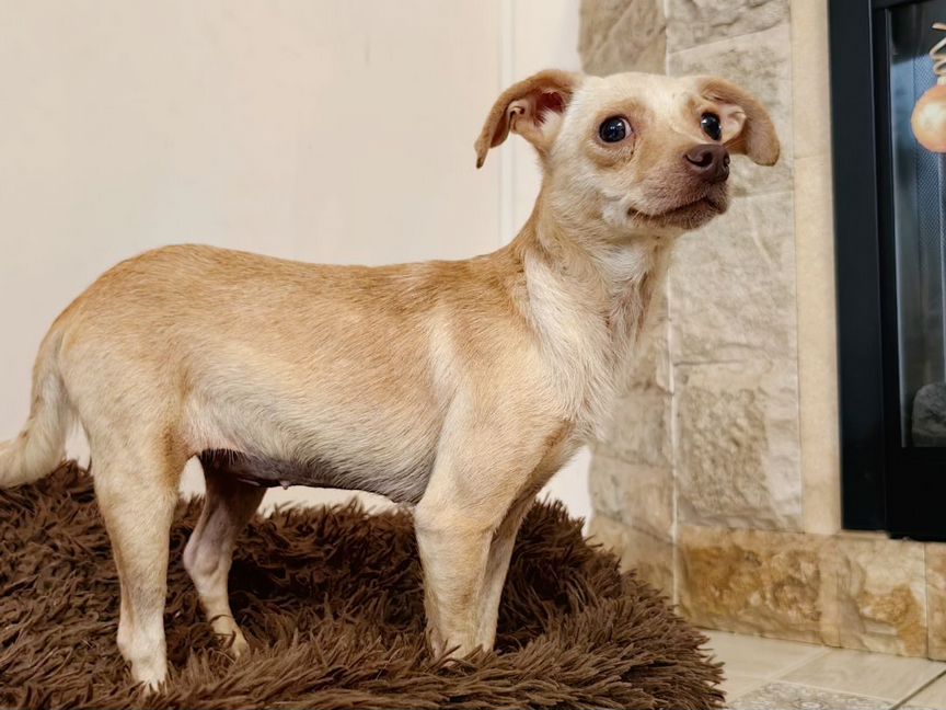 Собака в добрые руки отдам бесплатно