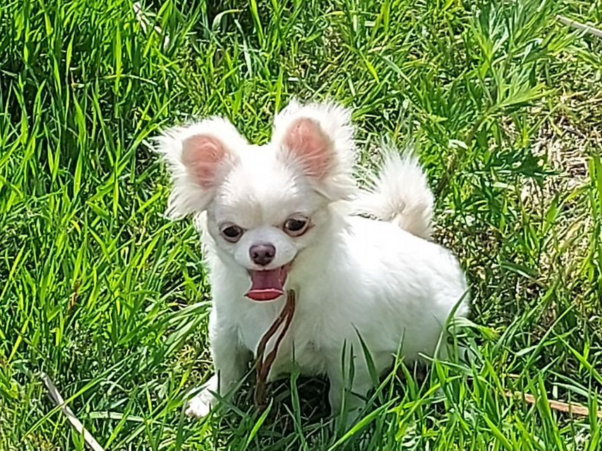 Чихуахуа "Сладкий пончик"