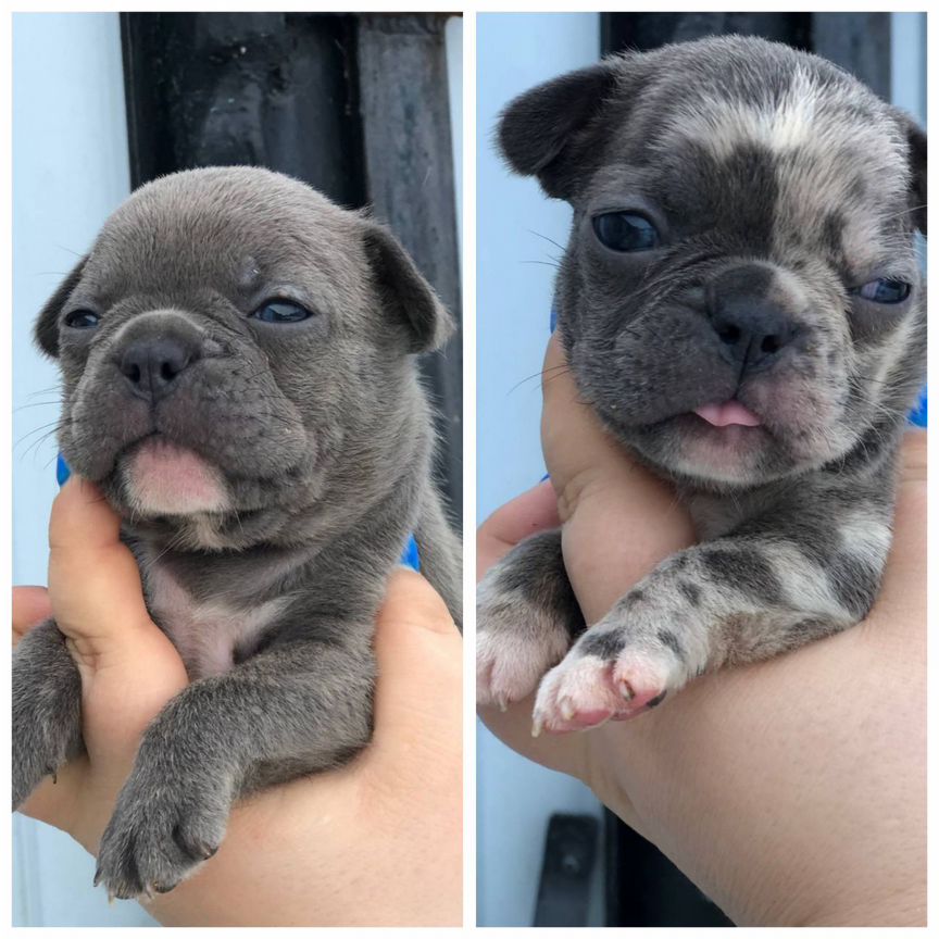 Французские бульдожки