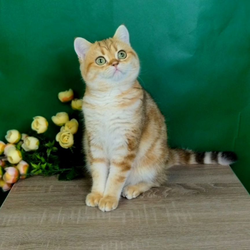 Британские котята золотая шиншилла