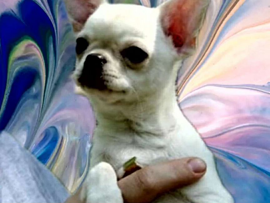 Щенки чихуахуа mini