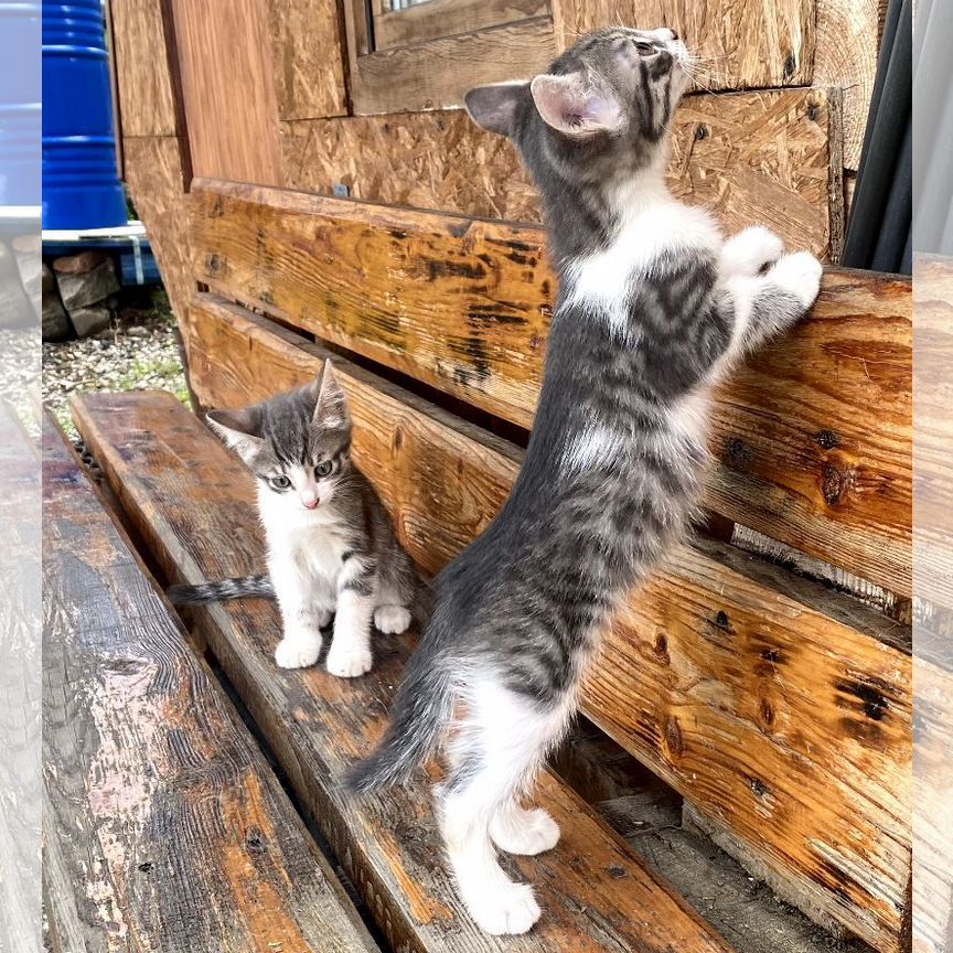Домашние животные котята бесплатно