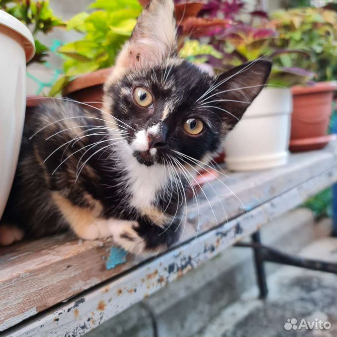 Котенок жевочка трехцветная шотландская