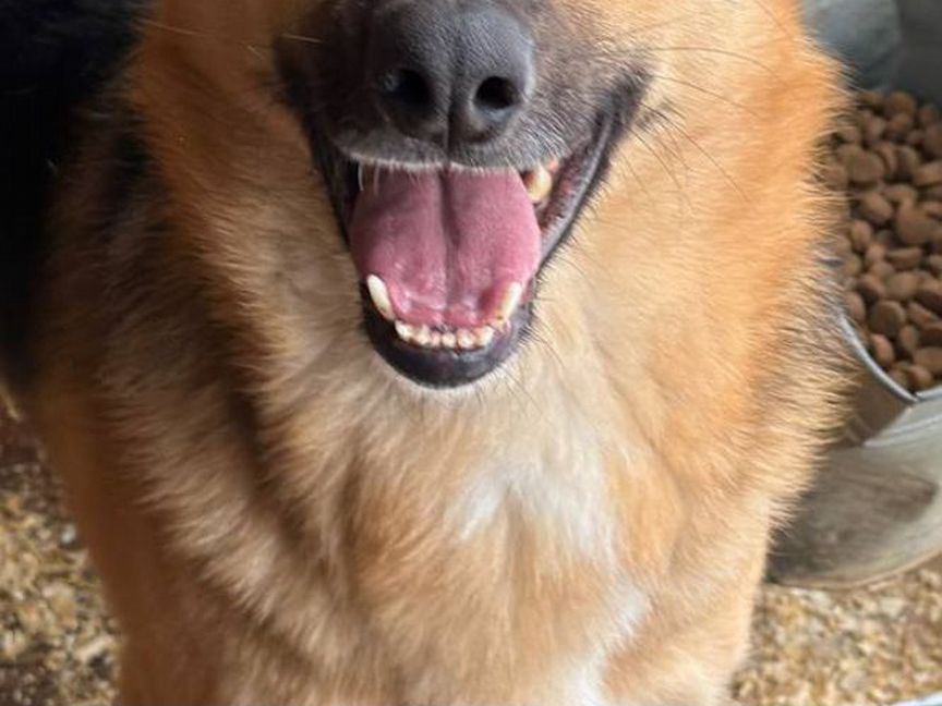 Молоденький пёс Бублик ищет дом