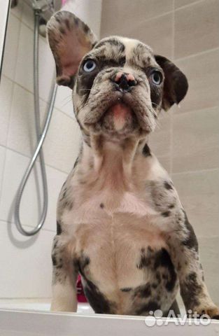 Бомбический бой