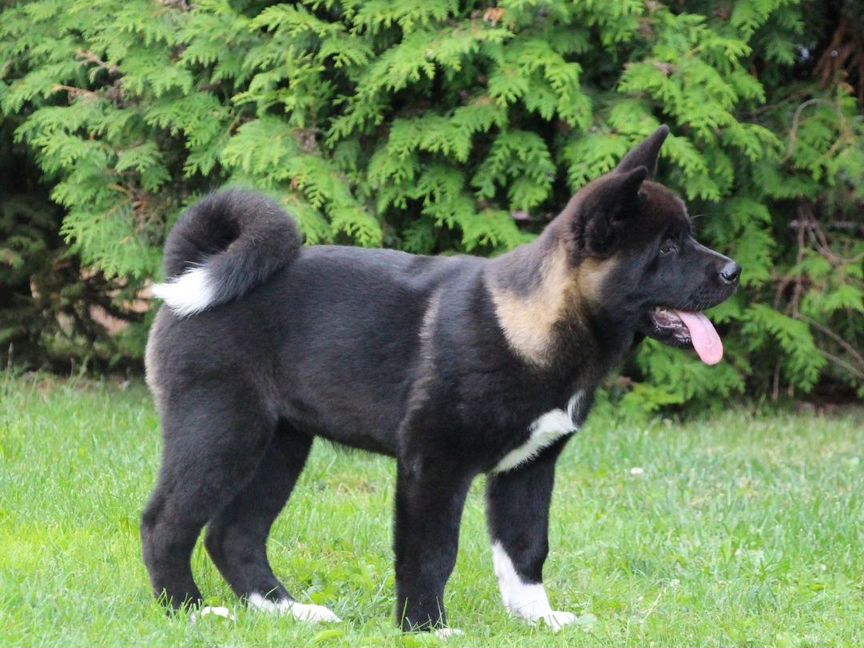 Девочка американская акита