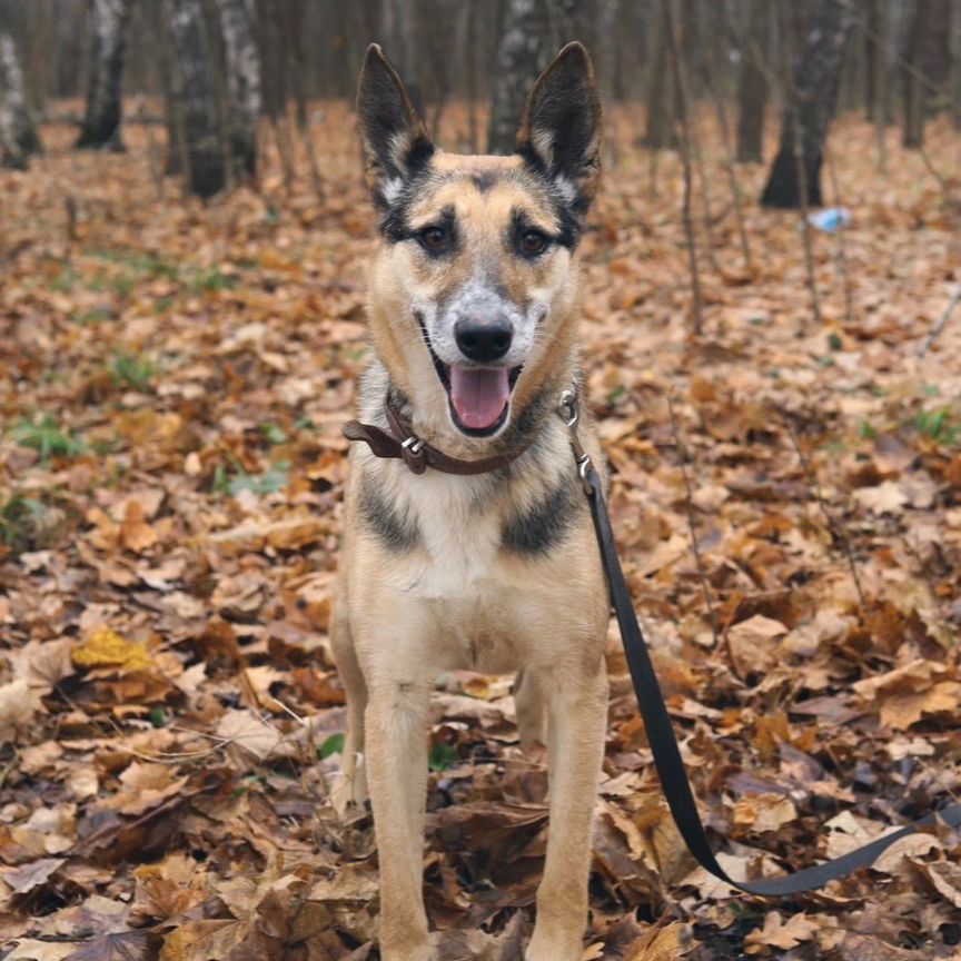 Юки, нежная,скромная, с щенка в приюте.В дар