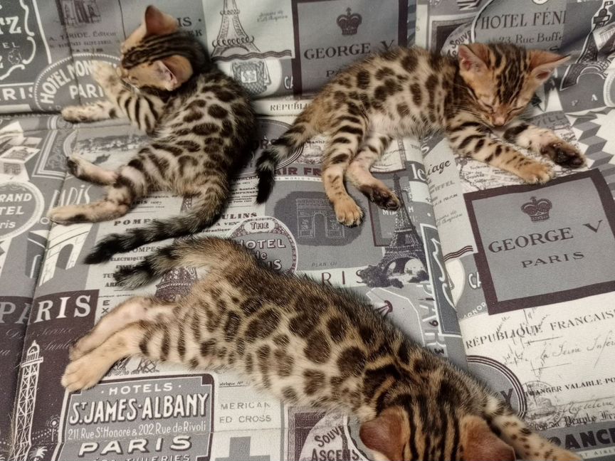 Бенгальские котята