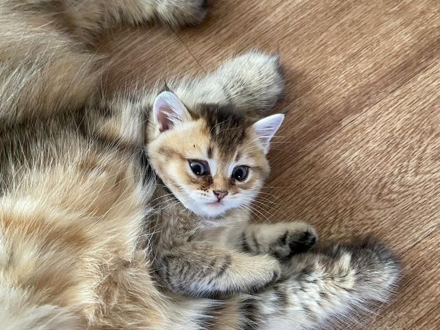 Британские котята золотая шиншилла
