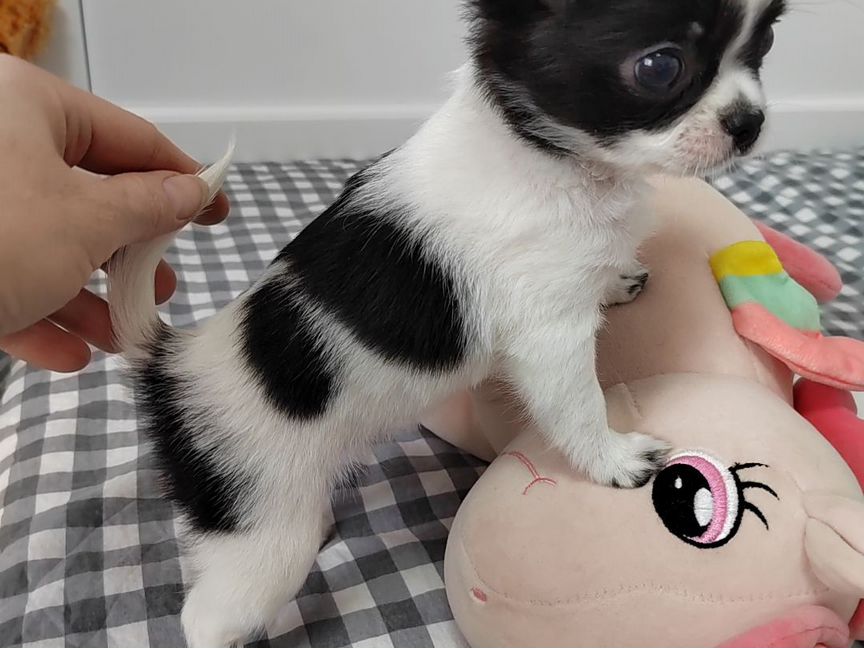 Чёрно-белая бусинка Ясмина