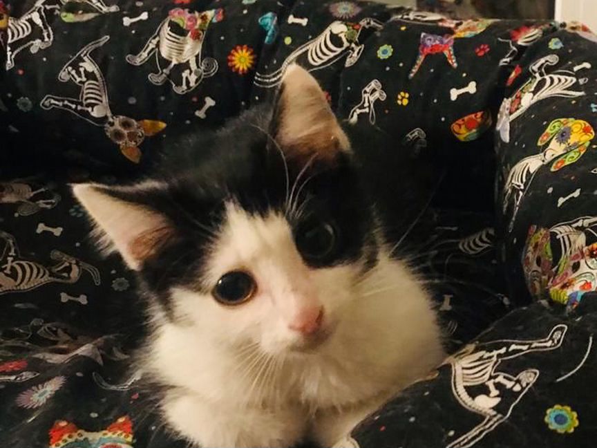 Котенок мальчик 2,5 месяца