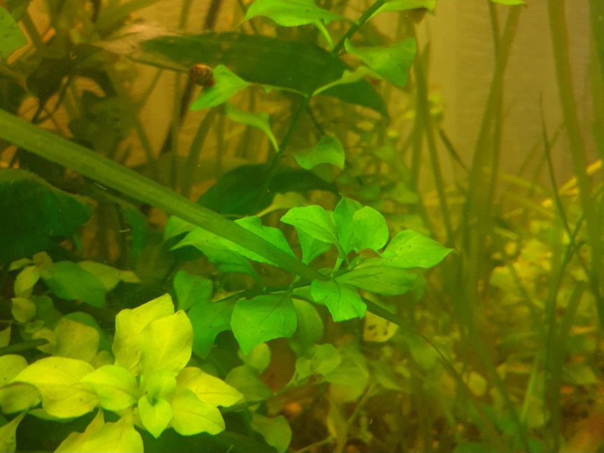 Аквариумные растения