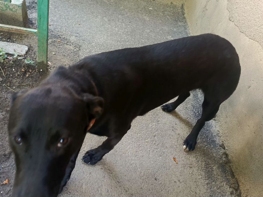 Найдена собакаИщем хозяина