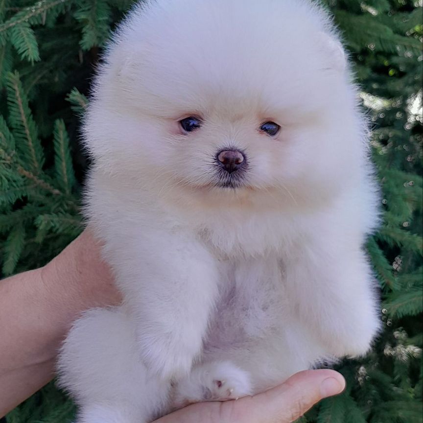 Шпиц померанский девочки