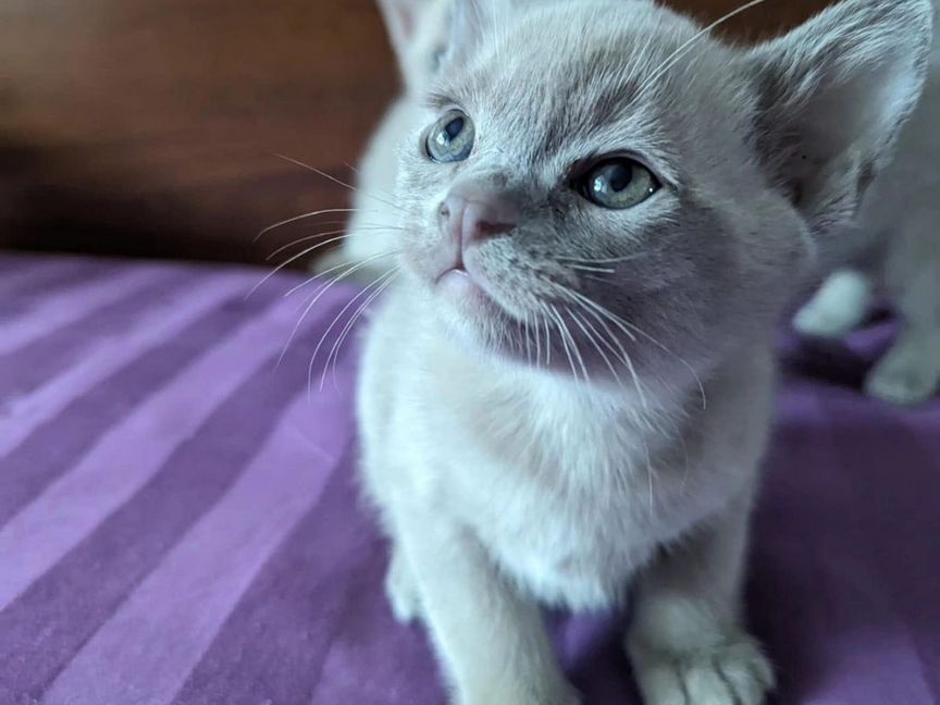 Бурманские котята лиловые