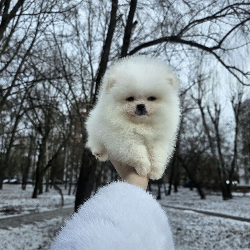 Девочка мини, айс крем