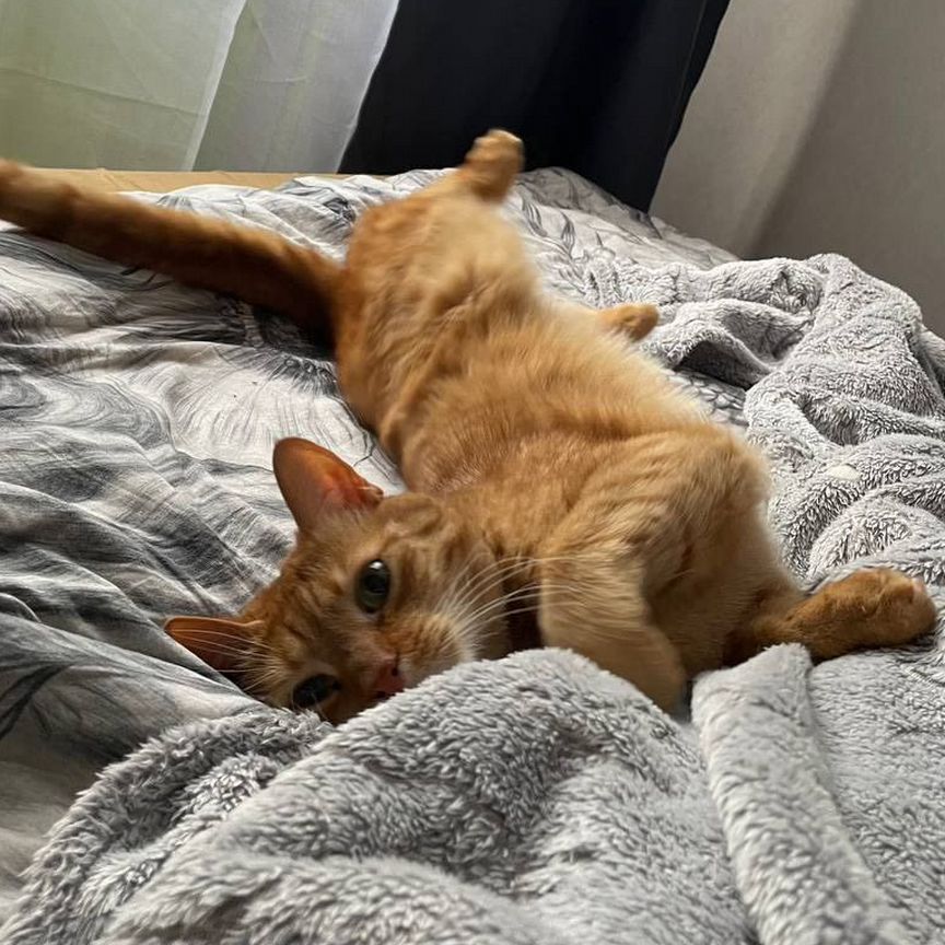 Взрослый кот в добрые руки