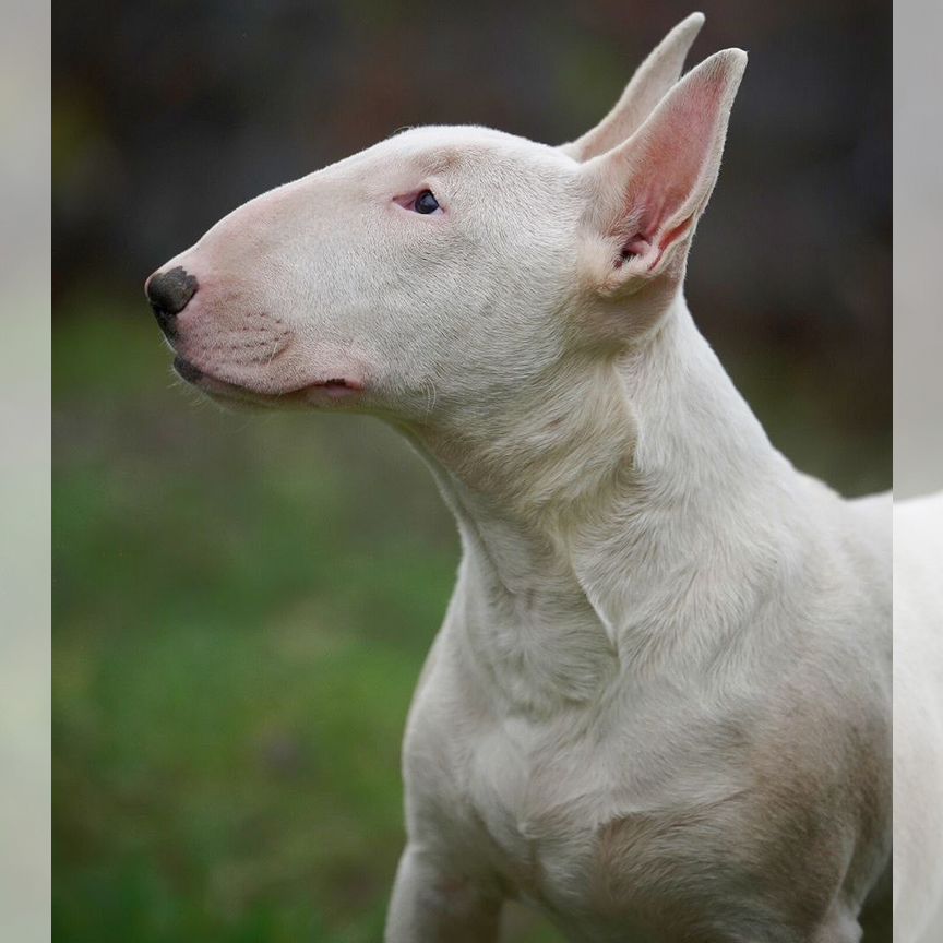 Бультерьер, щенок