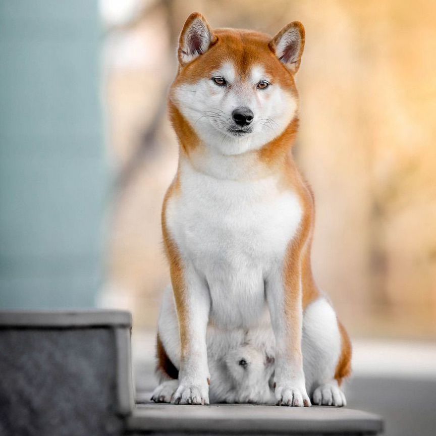 Сиба-ину, вязка