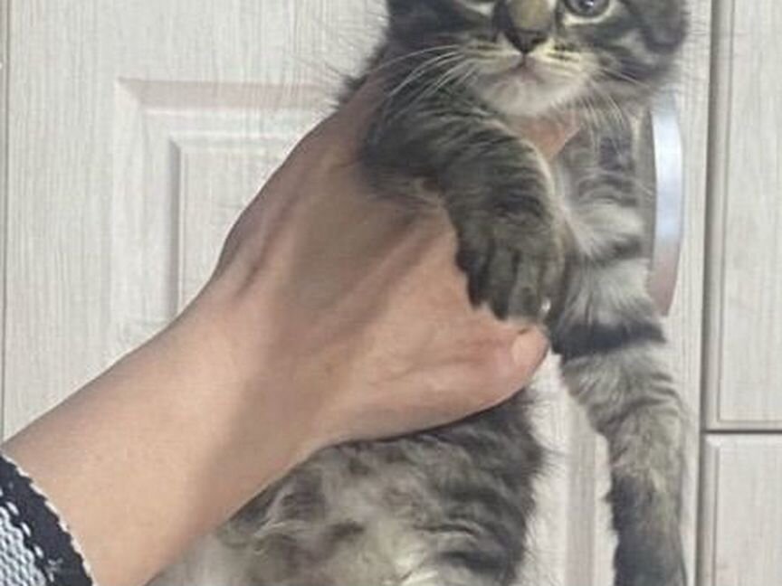 Котята мейн-кун