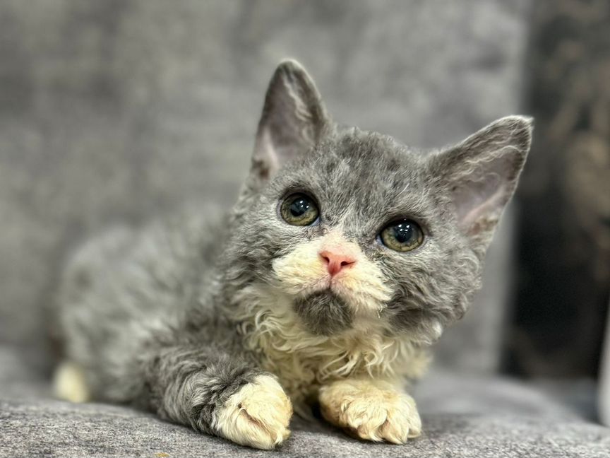 Селкирк рекс котенок