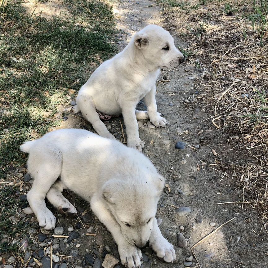 Щенки Алабая продажа