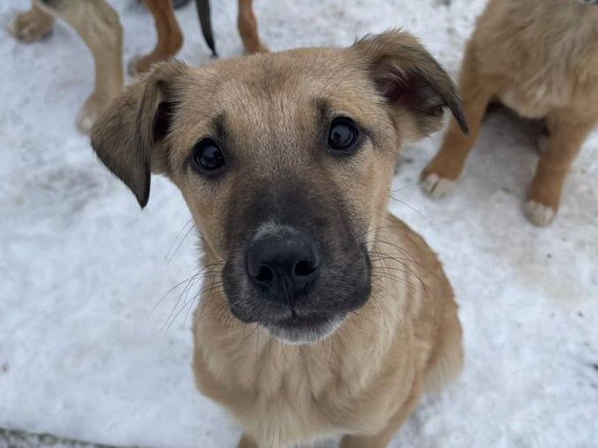 Обаятельный Бублик ищет дом